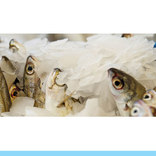 Máquina de Gelo Icetech Série SC 400 Split – Actipage